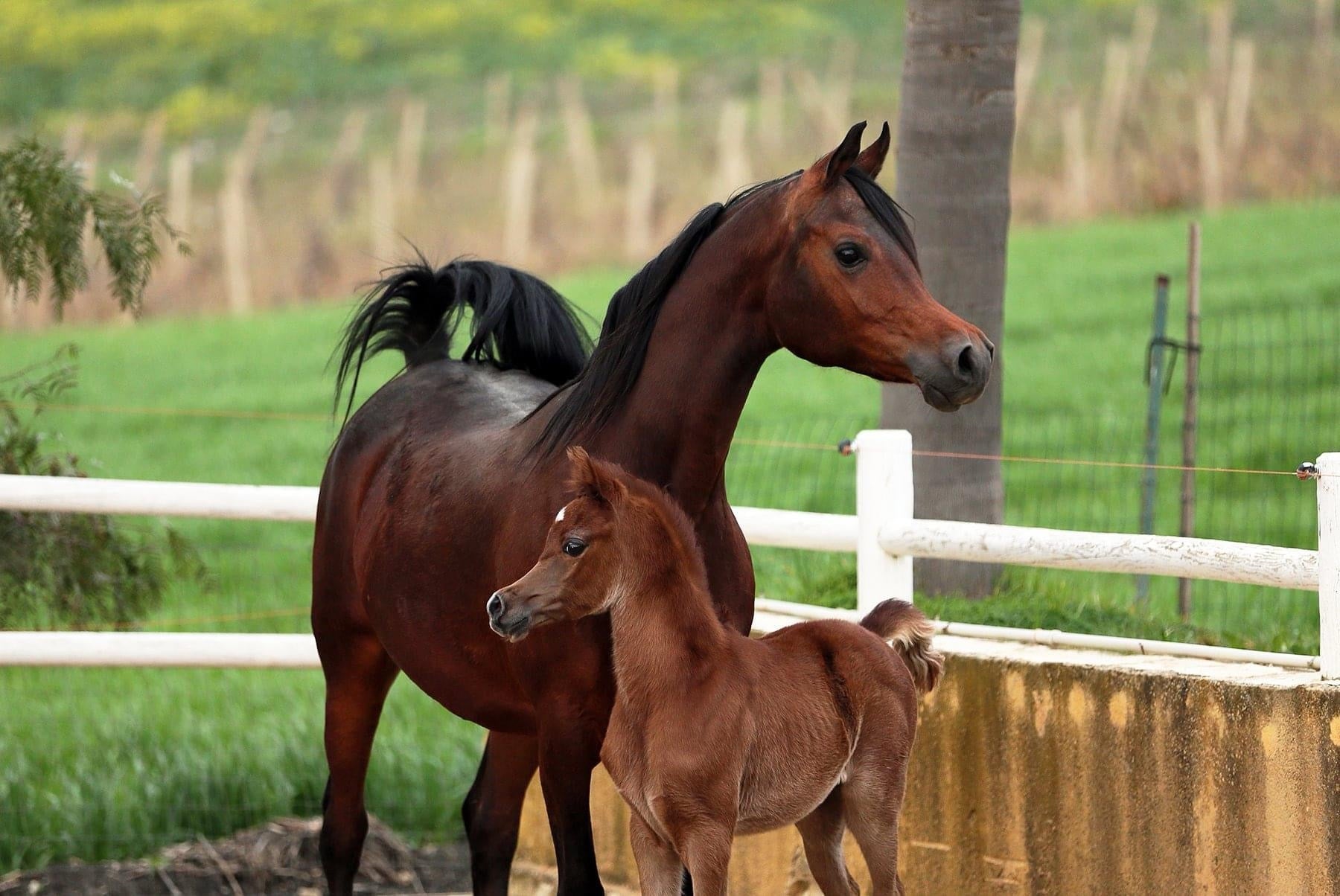 Legendary Horses – MgArabians